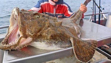 Welsh Record Fish list - Fishing Guide Wales 2023