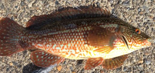 Welsh Record Fish list - Fishing Guide Wales 2022