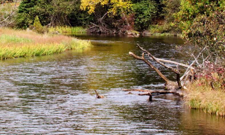 Powys North - Fishing Guide Wales 2023