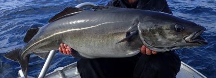 Welsh Record Fish list - Fishing Guide Wales 2023