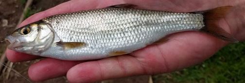 Welsh Record Fish list - Fishing Guide Wales 2023