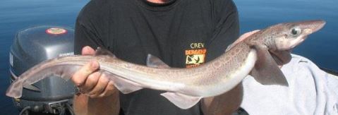 Welsh Record Fish list - Fishing Guide Wales 2022