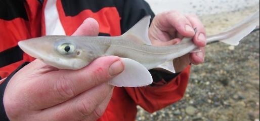 Welsh Record Fish list - Fishing Guide Wales 2022