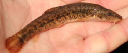 Welsh Record Fish list - Fishing Guide Wales 2023